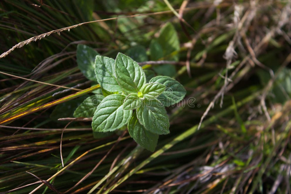 Wild Peppermint in the Grass Stock Image - Image of fresh, essential ...