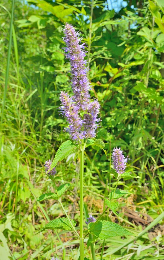 Wild Peppermint (Mentha Piperita, Also Known As Mentha Balsamea Wild ...