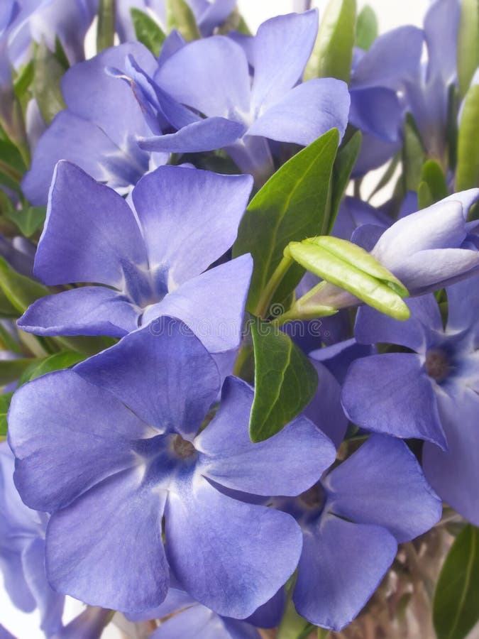 Bright Violet Wild Periwinkle Flower Bouquet Stock Image - Image of ...