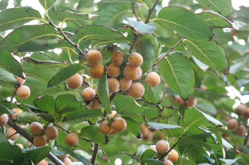 Wild Persimmon Tree (Latin Scientific Name: Diospyros Lotus L). Stock ...