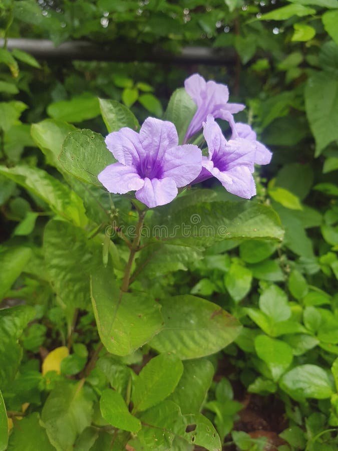 Wild Petunias flower stock photo. Image of plant, petunias - 261665990