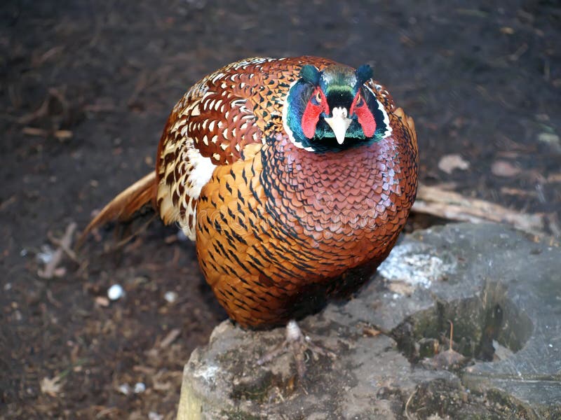 Wild pheasant stock photo. Image of beautiful, field - 21317076