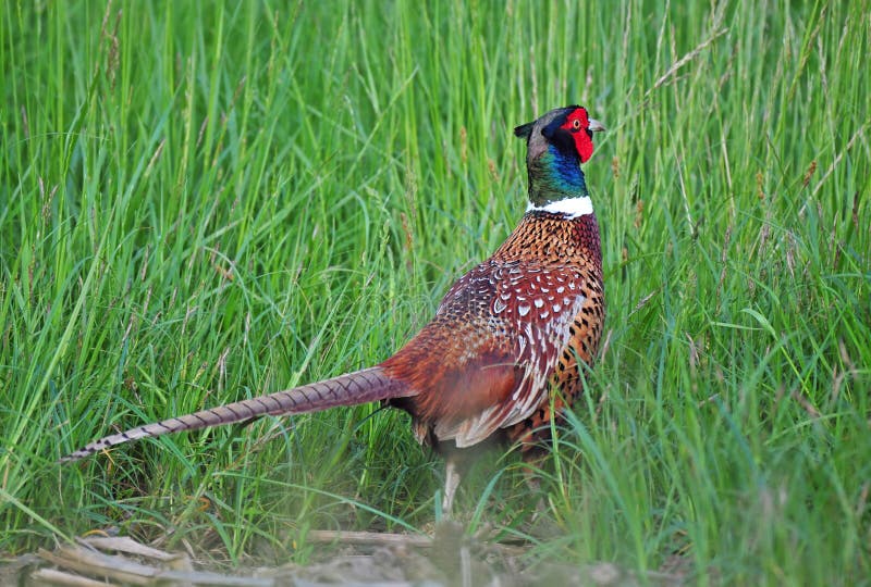 Wild pheasant in a grass stock photo. Image of male, outdoor - 71376146