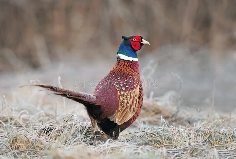 Wild pheasant stock photo. Image of outdoor, ornithology - 65517652