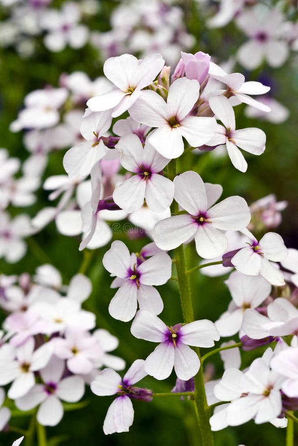 Closeup of Hesperis Matronalis Flowers Stock Image - Image of spring ...