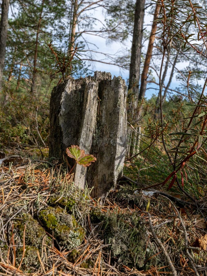 Picture with Old and Broken Tree Stump Stock Image - Image of colorful ...