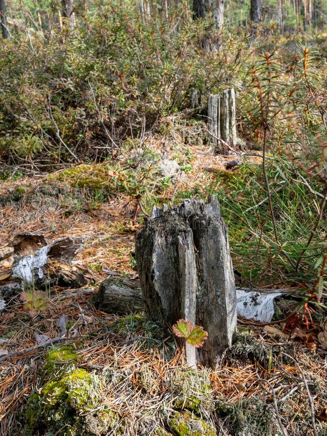 Picture with Old and Broken Tree Stump Stock Photo - Image of light ...