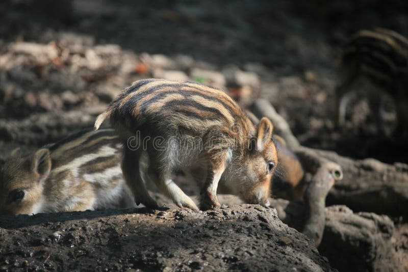 Wild pig stock image. Image of dangerous, boar, baby - 11105495