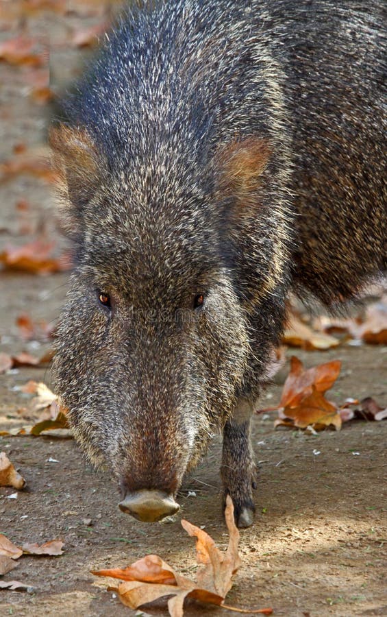 Wild Boar or Wild Hog (Sus Scrofa) Stock Image - Image of ears, boar ...