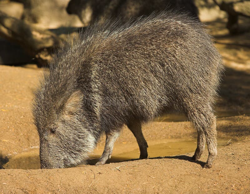 Wild pig stock photo. Image of buried, coarse, range, english - 1629250
