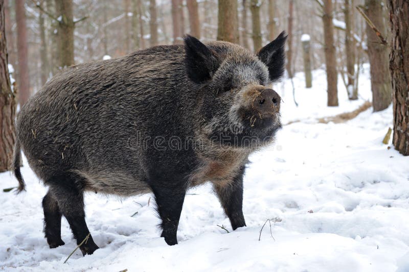 Wild pig stock photo. Image of cautious, winter, flora - 16414352