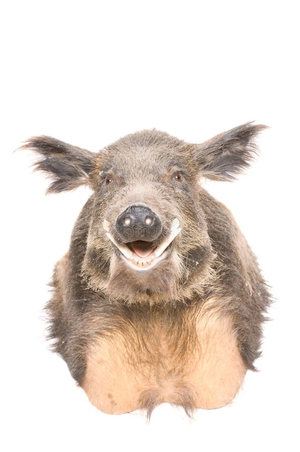 Wild pig stock photo. Image of swine, mammal, wildlife - 18870508