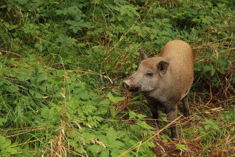 Wild pig stock photo. Image of mammal, forest, boar, wildlife - 21099146