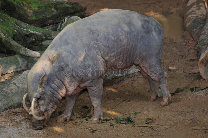 Big fat pig stock image. Image of wildlife, animals, huge - 11780051