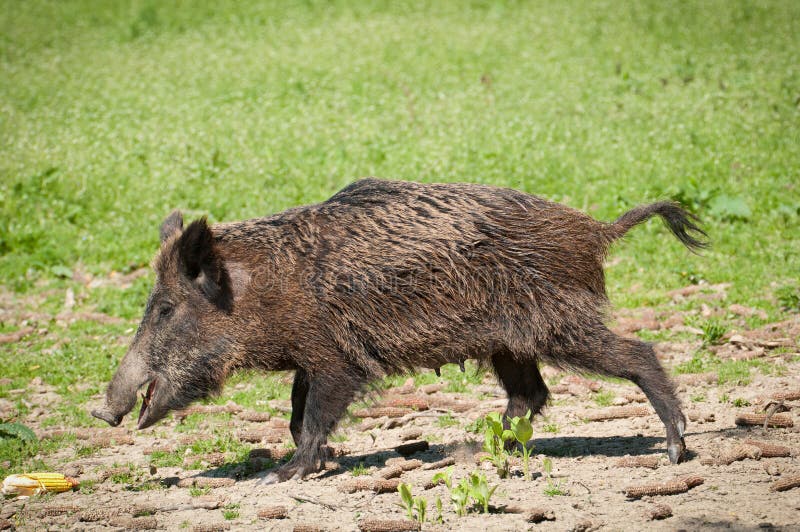 Wild pig stock image. Image of nature, mammalian, careful - 24634073