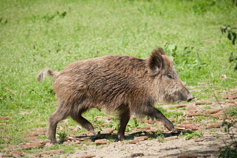 Three wild pigs stock photo. Image of animal, adventure - 10125484