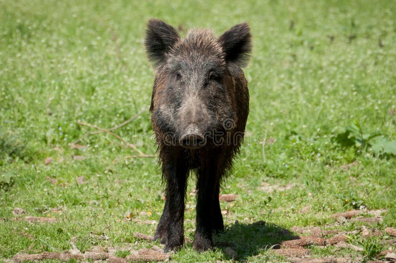 Big Booty Pig Stock Photos - Free & Royalty-Free Stock Photos from ...