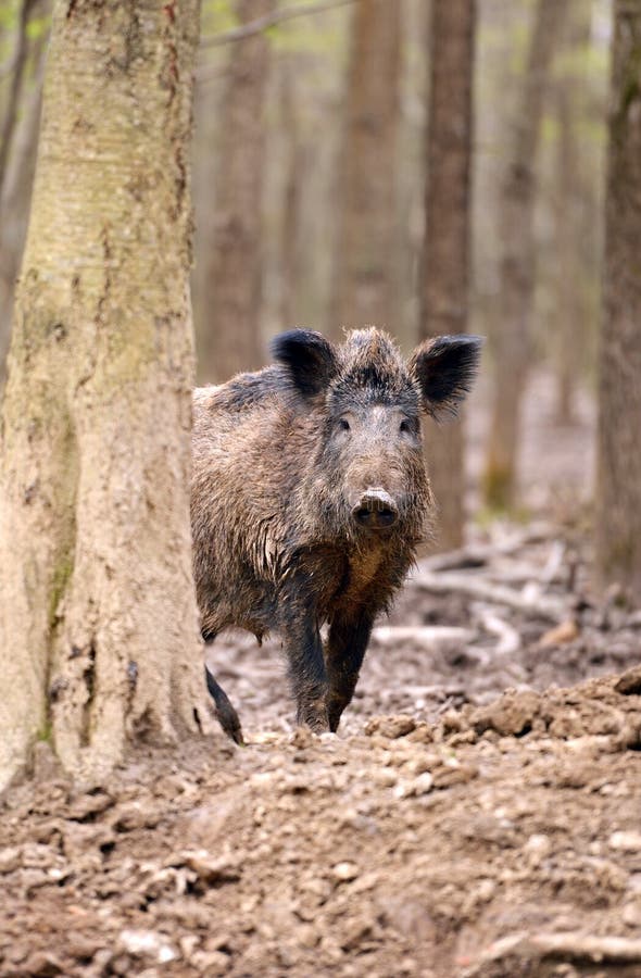 Wild Pig stock image. Image of careful, themes, hunt - 24918351