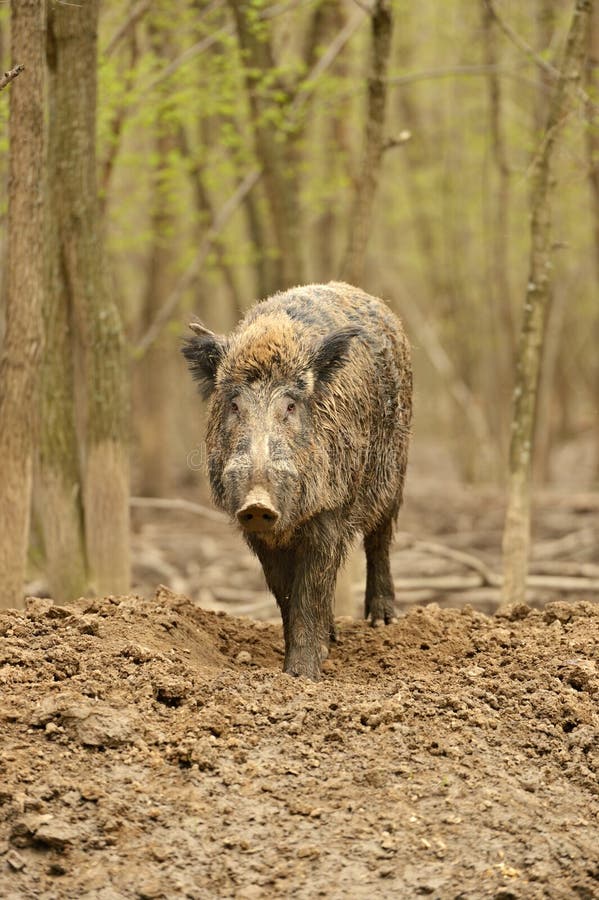 Wild Pig stock image. Image of bristle, ears, hunt, careful - 24918405