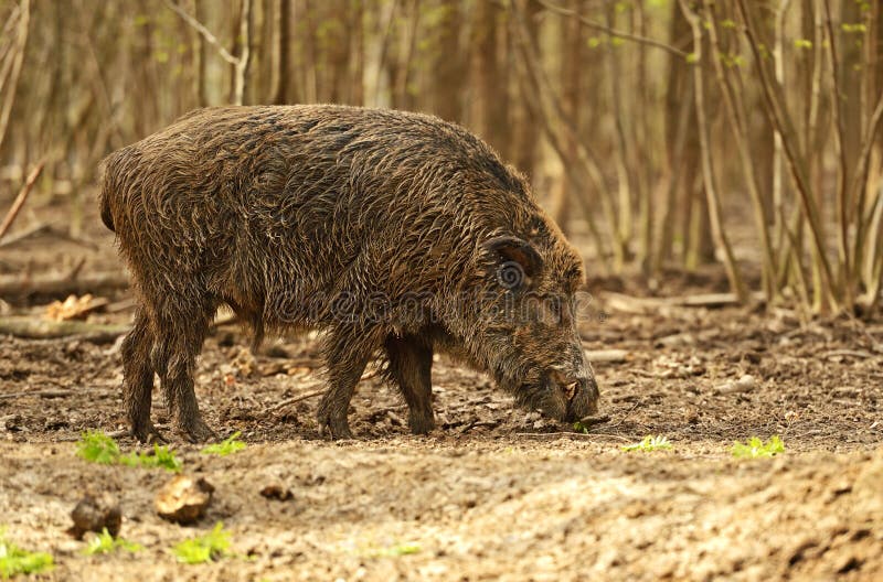 Wild Pig stock photo. Image of wild, tree, attentive - 24918454