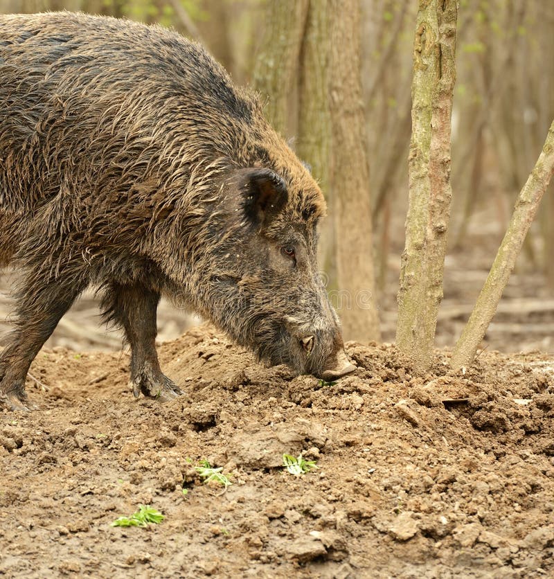 Wild Pig stock image. Image of eyes, hunt, nature, look - 24918489