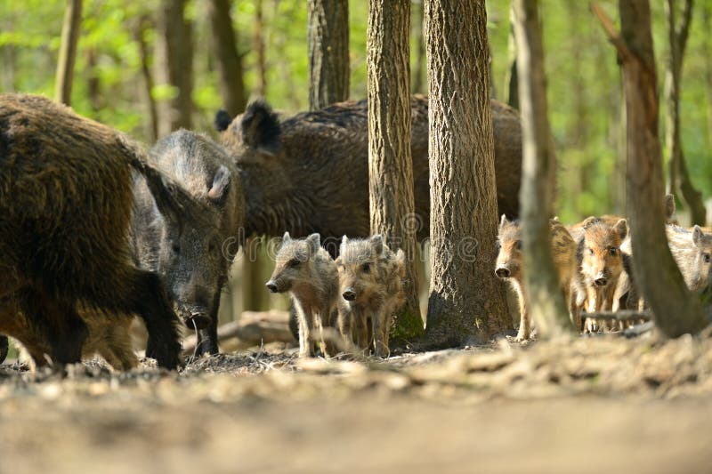 Wild pig stock photo. Image of beasts, hunt, mammals - 27399140