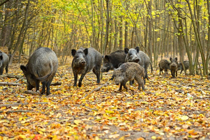 Wild pig stock image. Image of portrait, omnivores, life - 27416349