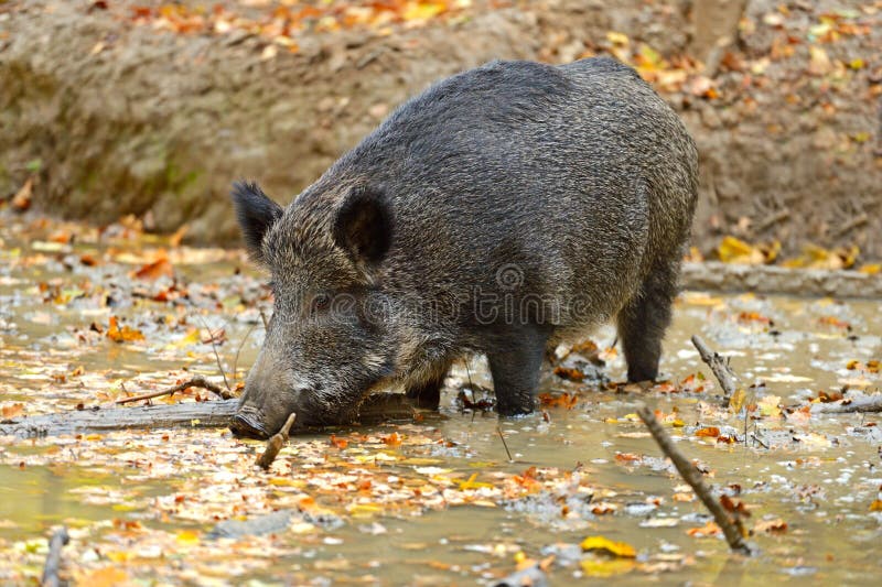 Wild pig stock photo. Image of fear, environment, species - 27416354