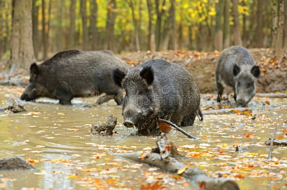 Wild pig stock image. Image of careful, species, animal - 27416369