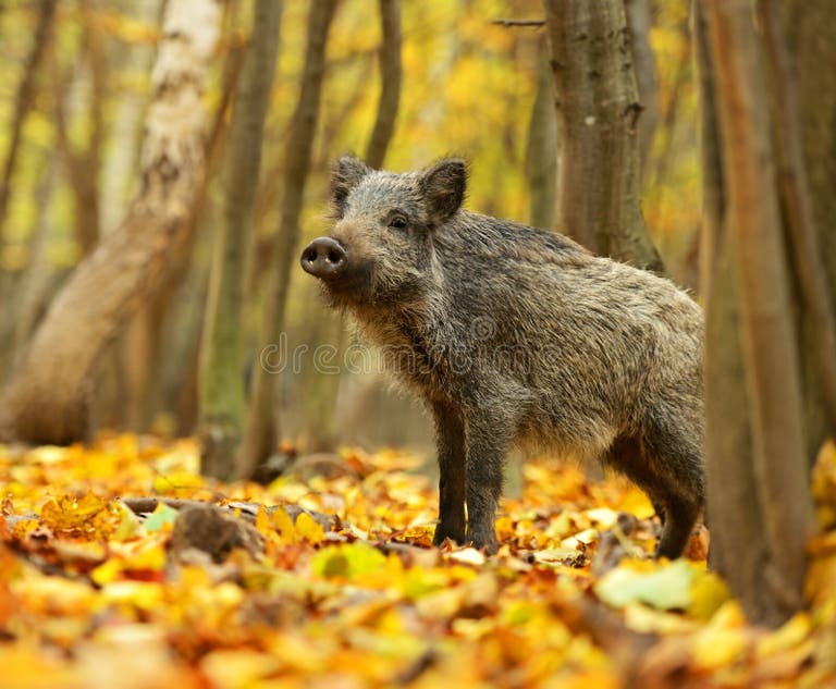 Wild pig stock image. Image of attentive, green, quadruped - 27416385