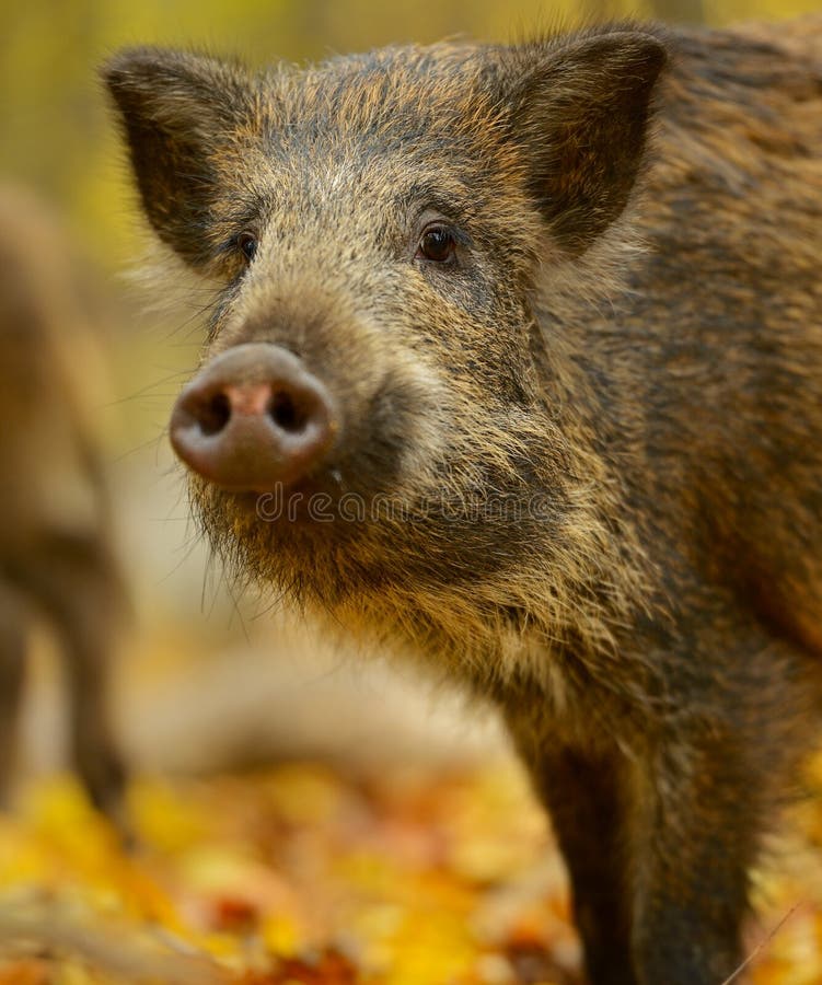Wild pig stock photo. Image of brown, bristles, careful - 27416420