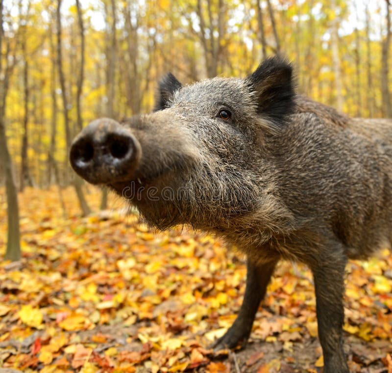 Wild pig stock photo. Image of animal, mammals, nature - 27416462