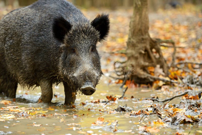 Male Boar Showing Impressive Bite Stock Image - Image of background ...