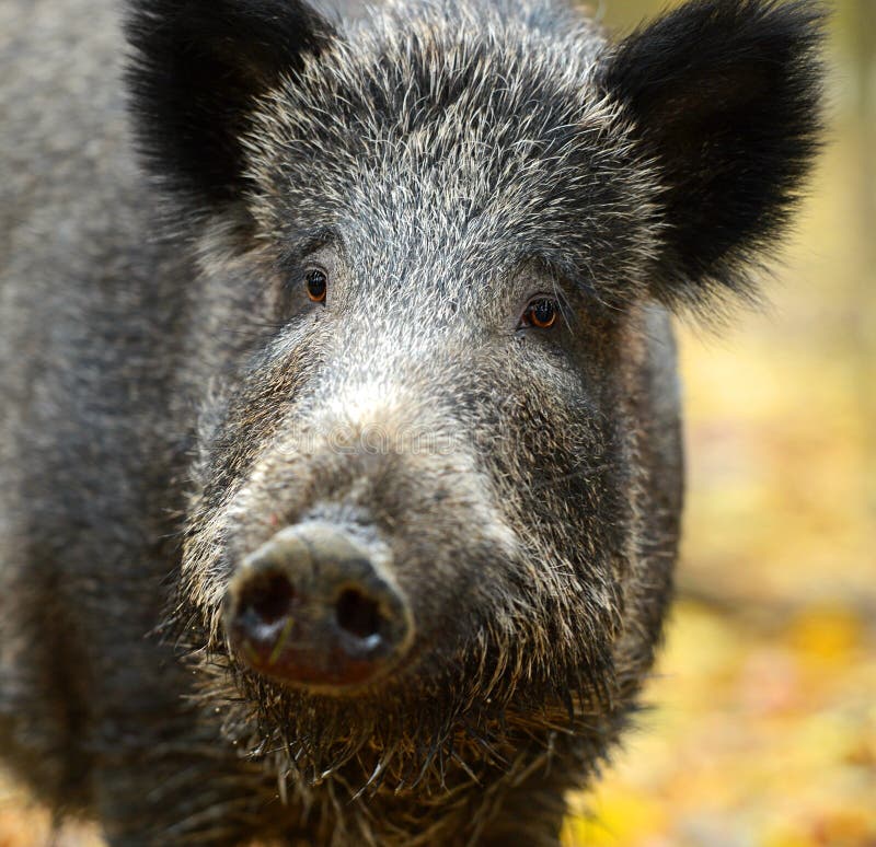 Wild pig stock photo. Image of colorful, portrait, forest - 27531082