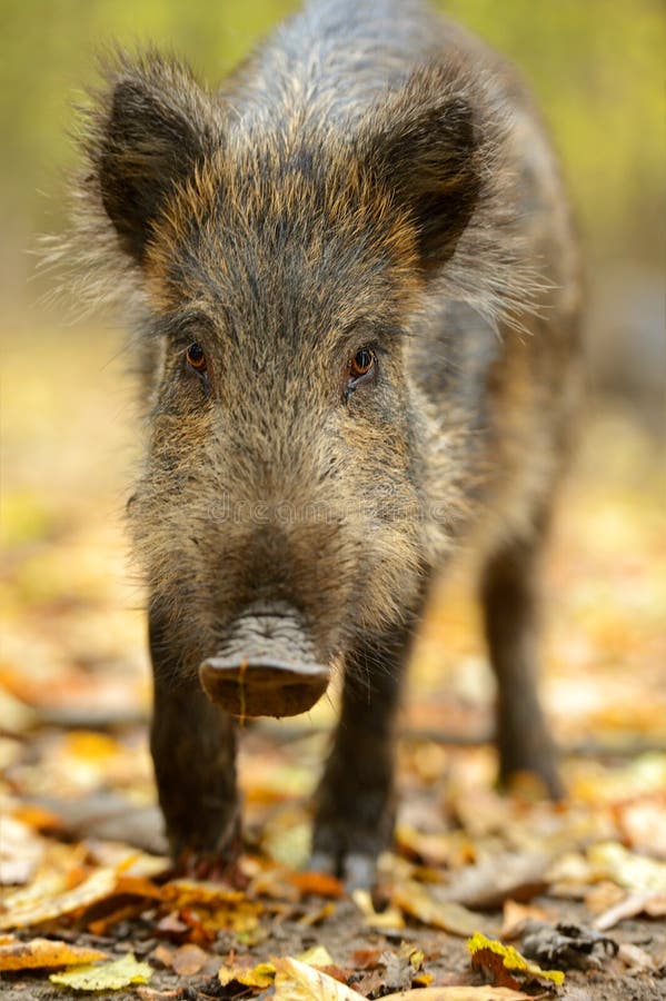 Wild pig stock photo. Image of green, trees, animal, mammals - 27531140