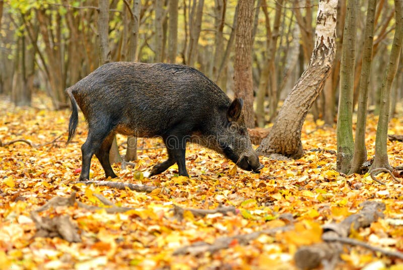 Wild pig stock image. Image of quadruped, trees, attentive - 27531201