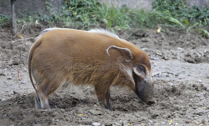 Wild pig stock photo. Image of wild, ground, tail, feet - 27581138