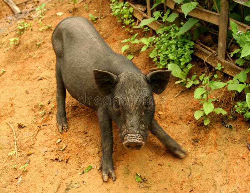 Wild pig stock image. Image of animal, forest, village - 2825719