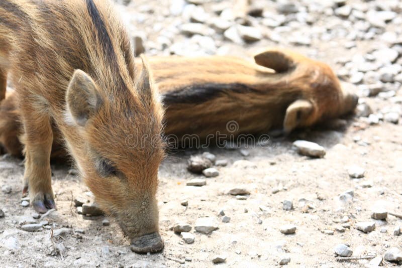 Wild pig stock image. Image of feeding, breeding, wild - 5042377