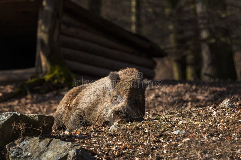 A Wild Pig Boar Lying in the Forest Basking in the Sun Stock Image ...