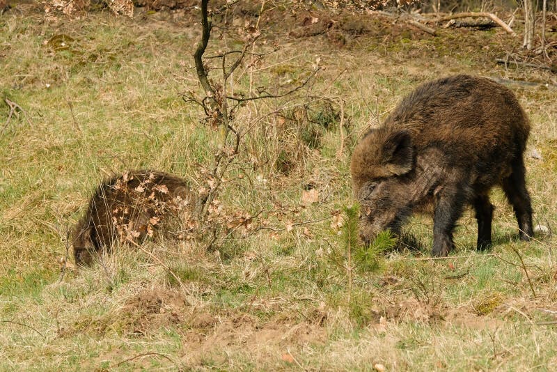 Wild Pig with Cute Piglets Eating on Grassland with Trees Stock Image ...