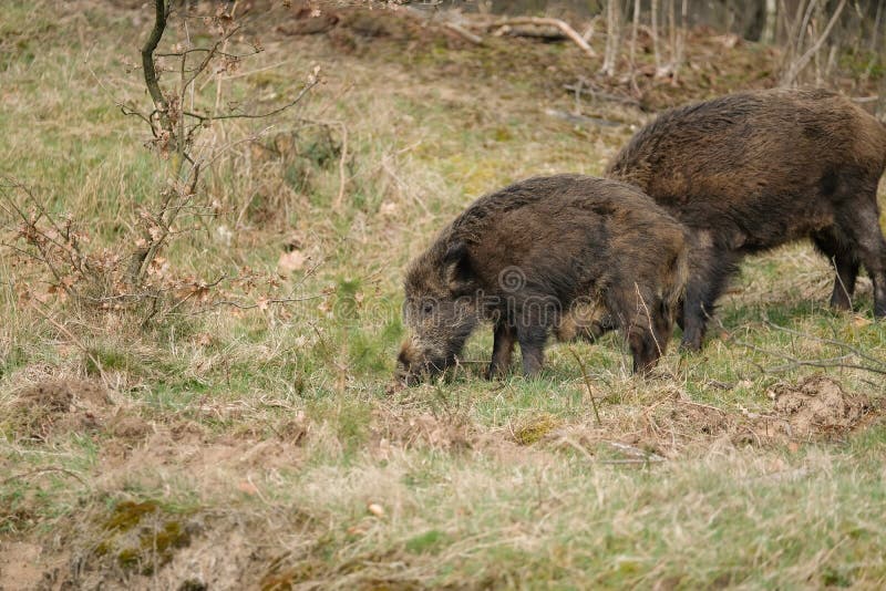 Wild Pig with Cute Piglets Eating on Grassland with Trees Stock Image ...