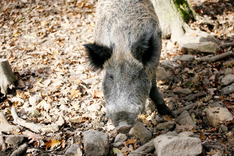 Wild pig stock image. Image of wild, leaves, apear, animal - 82596773