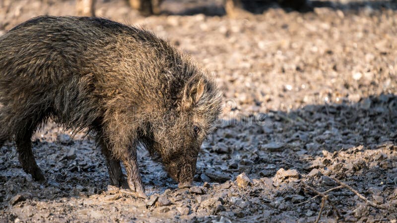 Wild pig in a forest stock photo. Image of mammal, small - 176537432