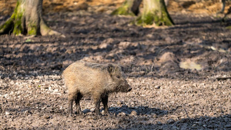 Wild pig in a forest stock image. Image of pork, animal - 176537619