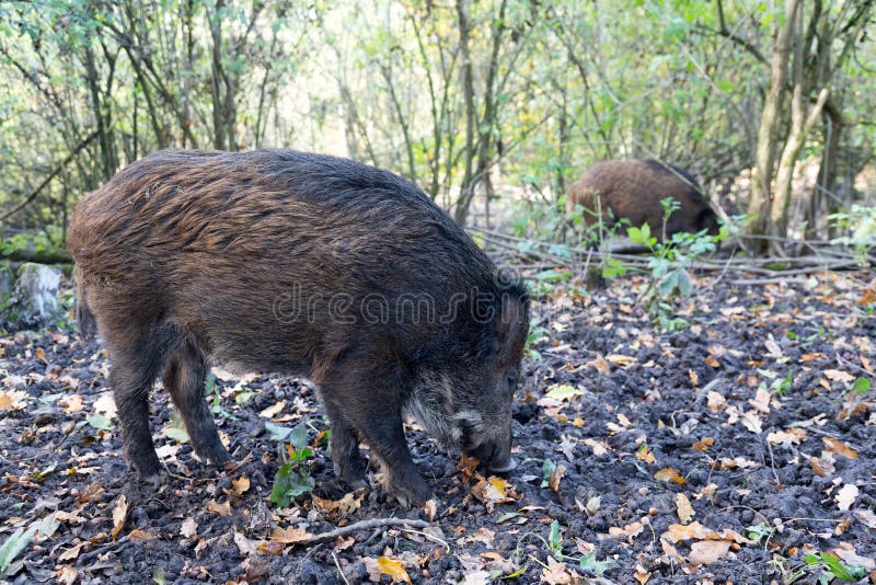 Wild pig. stock photo. Image of acorns, animal, nature - 61657394