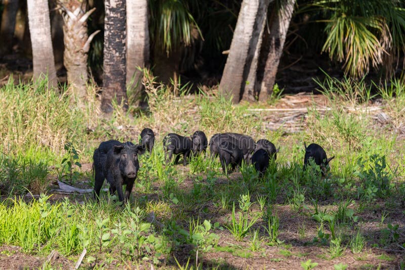 Wild Boar stock image. Image of point, wild, matt, florida - 164779213