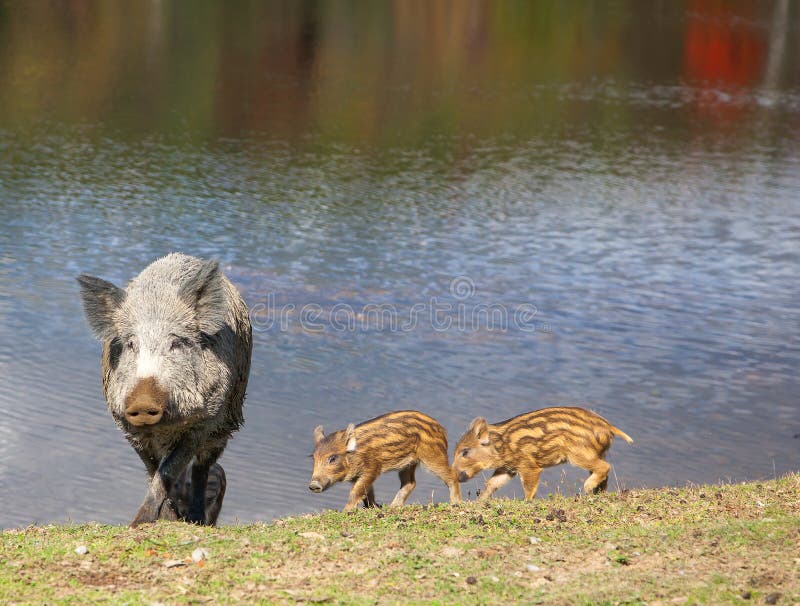 Wild Pig and Piglets stock photo. Image of wildlife, creature - 88528274