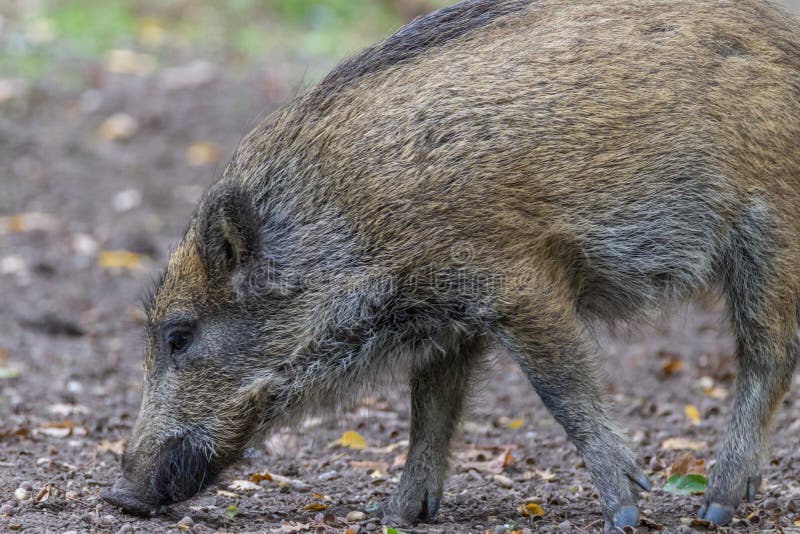 Wild pig stock image. Image of sweet, autumn, wild, male - 60336913