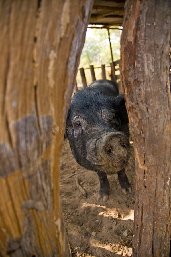 Wild pig stock photo. Image of bloated, fatty, country - 31681262